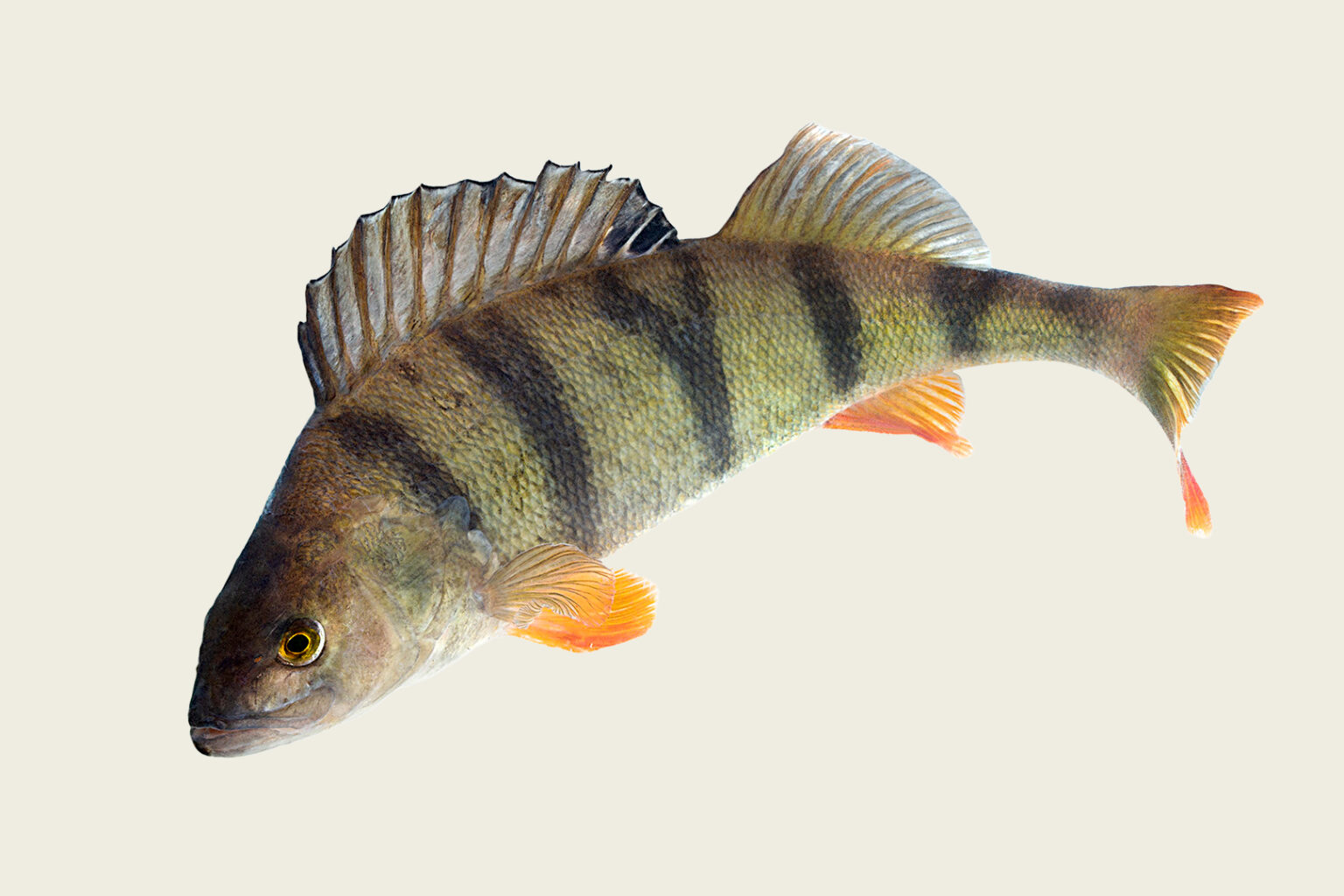 Abborre - Sportfiskarna