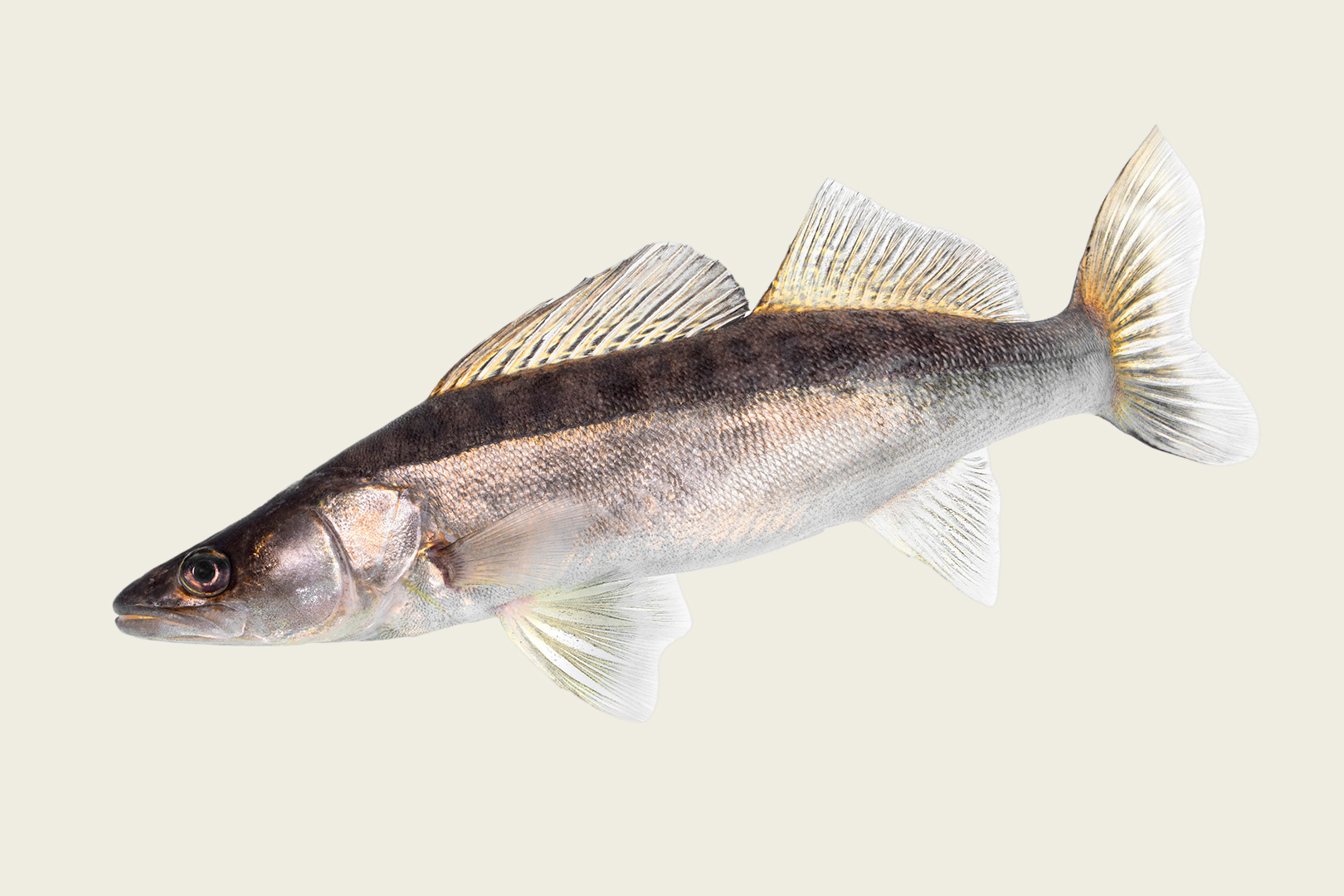 Gös - Sportfiskarna